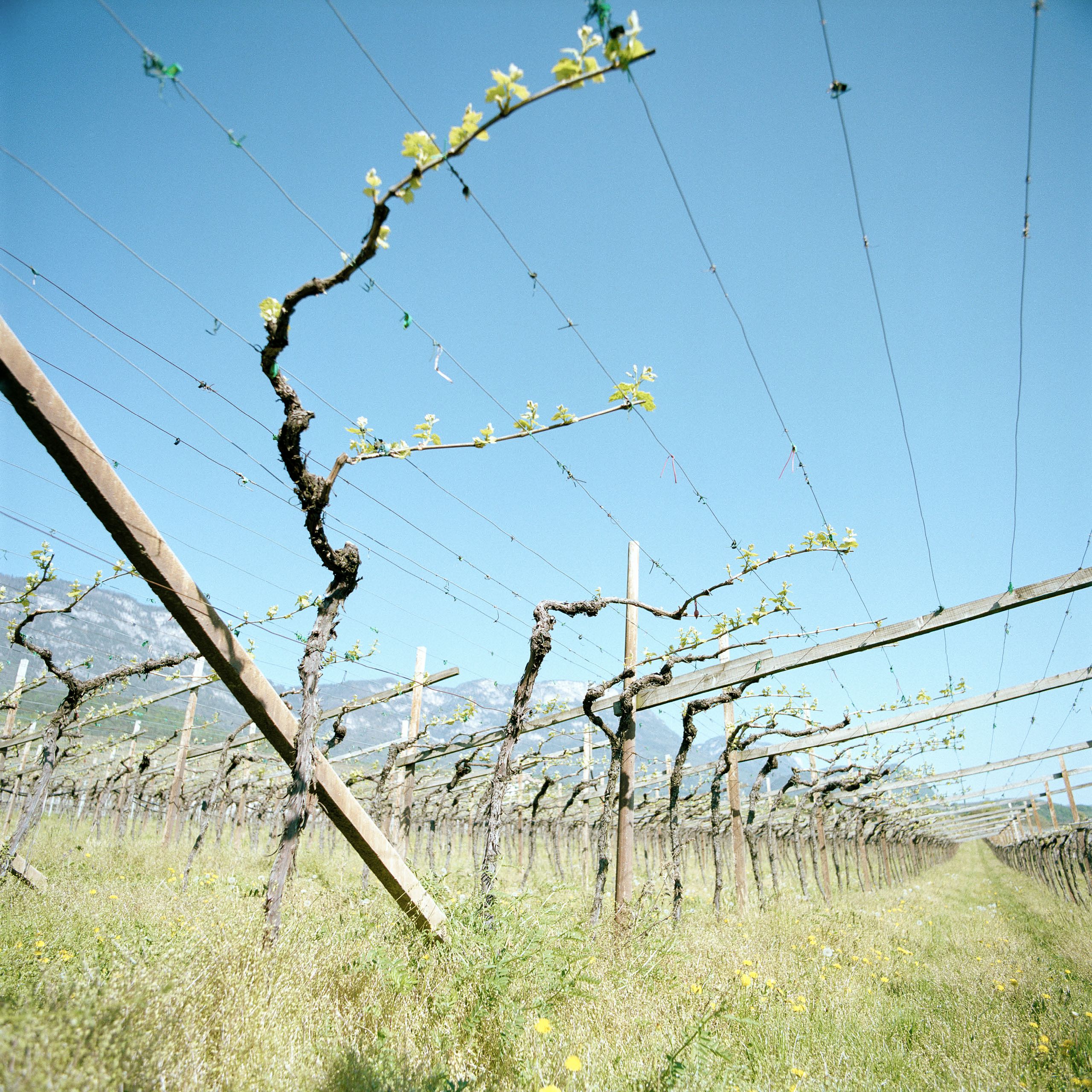 Vitis vinifera ssp. vinifera: The mother of our good wines