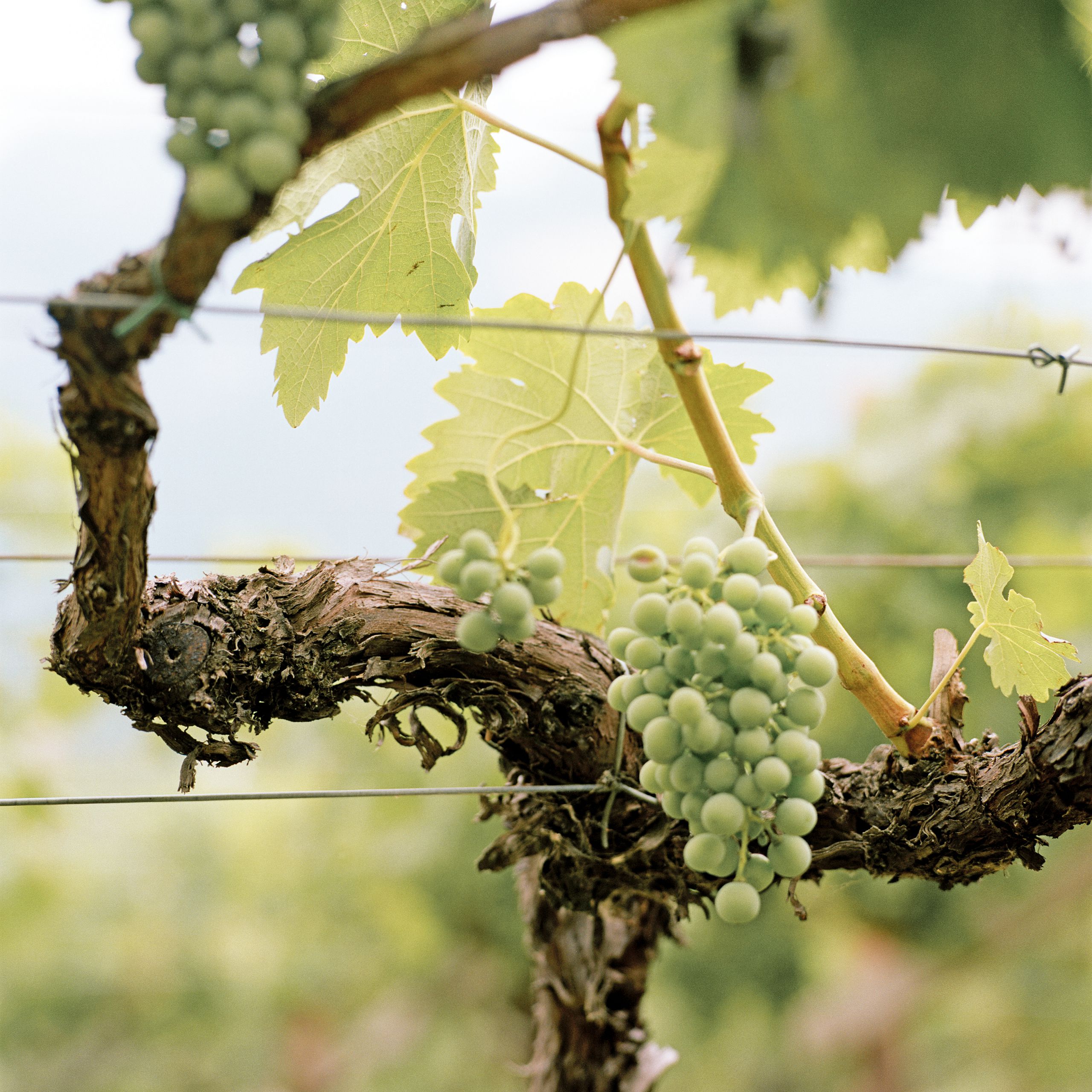 Vitis vinifera ssp. vinifera: The mother of our good wines